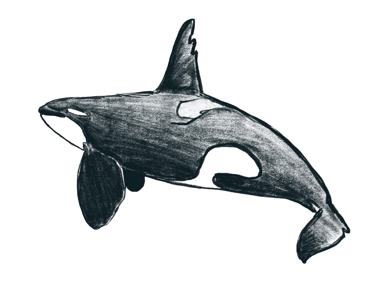 Sightings Maps | Orca Behavior Institute